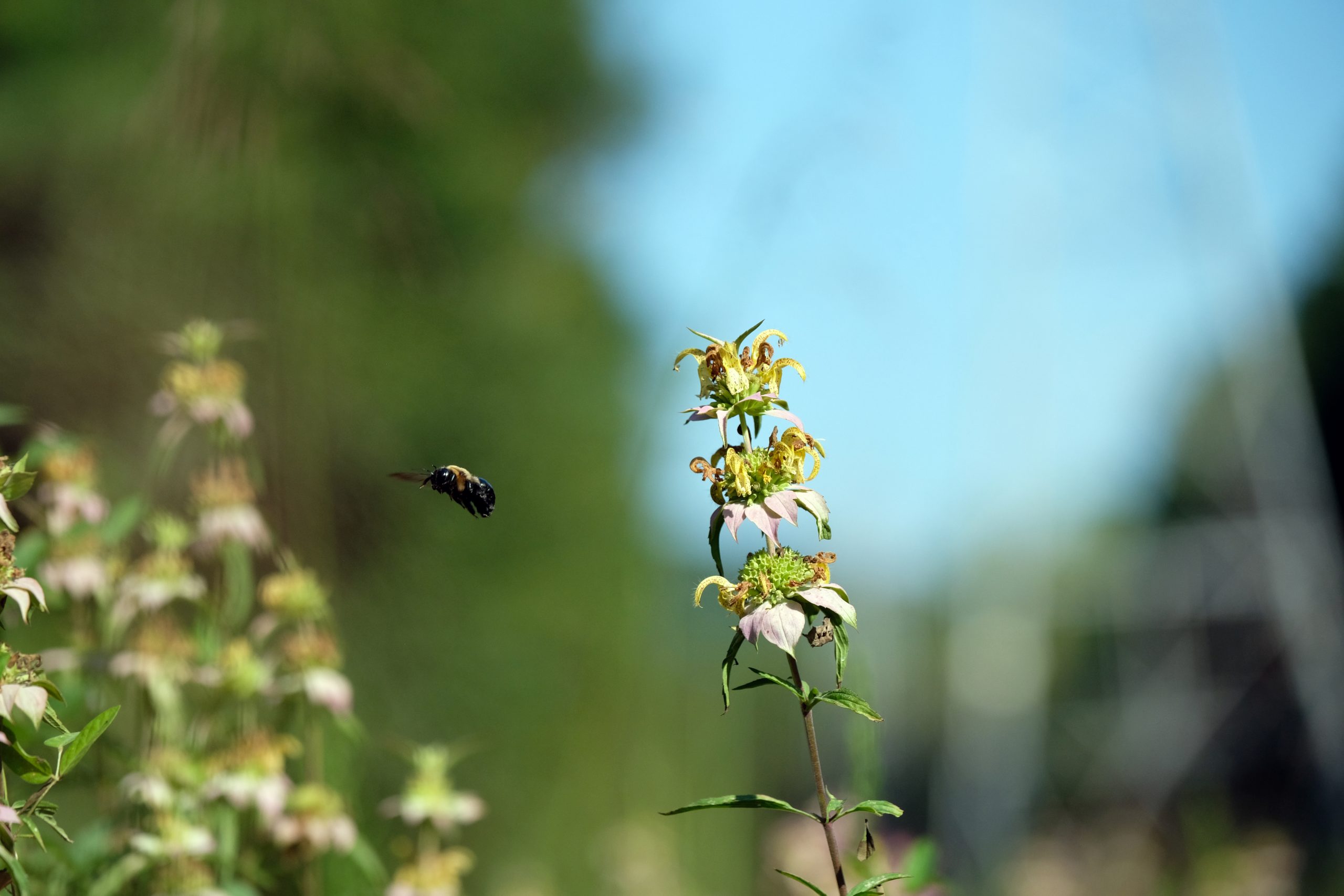 Pinhook Preserve: A place for native plants to flourish | Catawba Lands ...