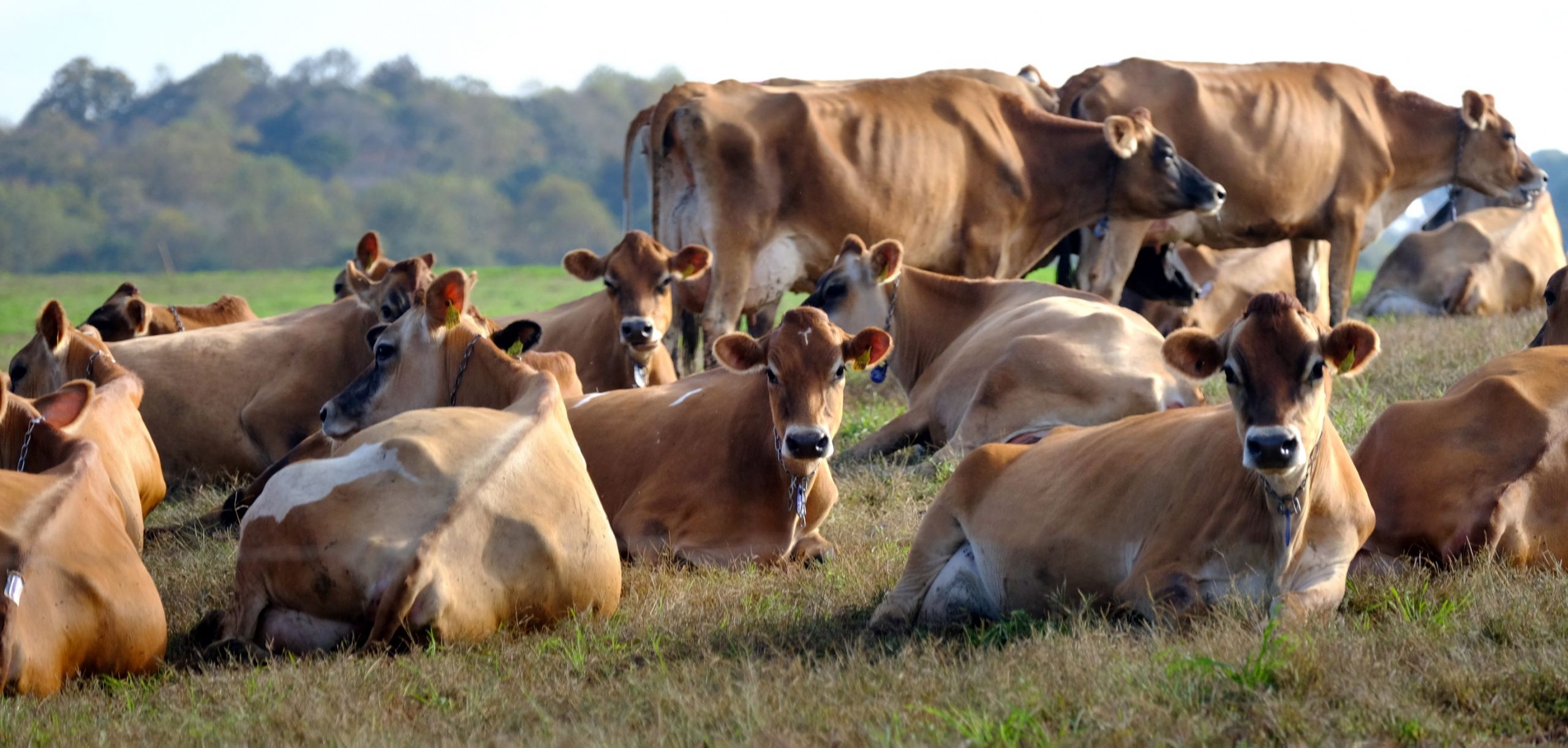 Catawba Lands Conservancy protects two new properties | Catawba Lands ...