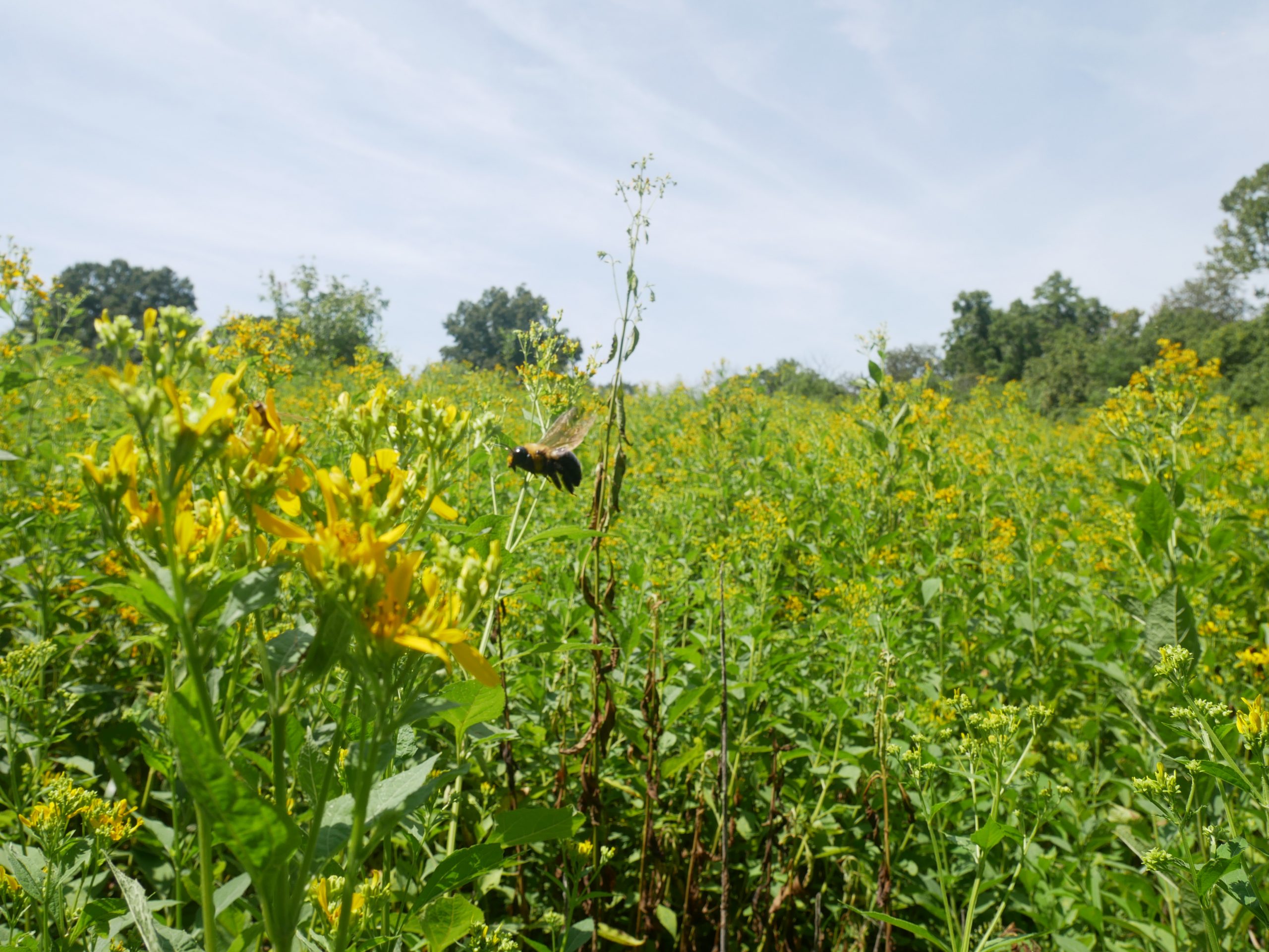 GRASSLANDS PROJECT HELPS IMPERILED PLANTS AND WILDLIFE Thrive | Catawba ...