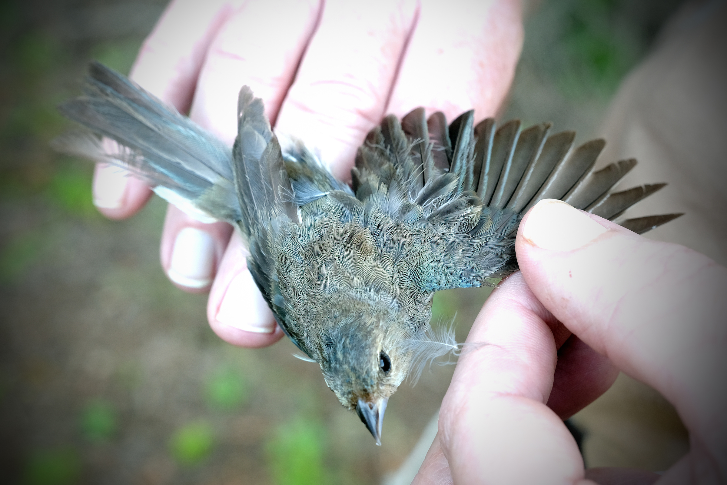 Bird Banding Study Finds Home at Coley Preserve | Catawba Lands Conservancy