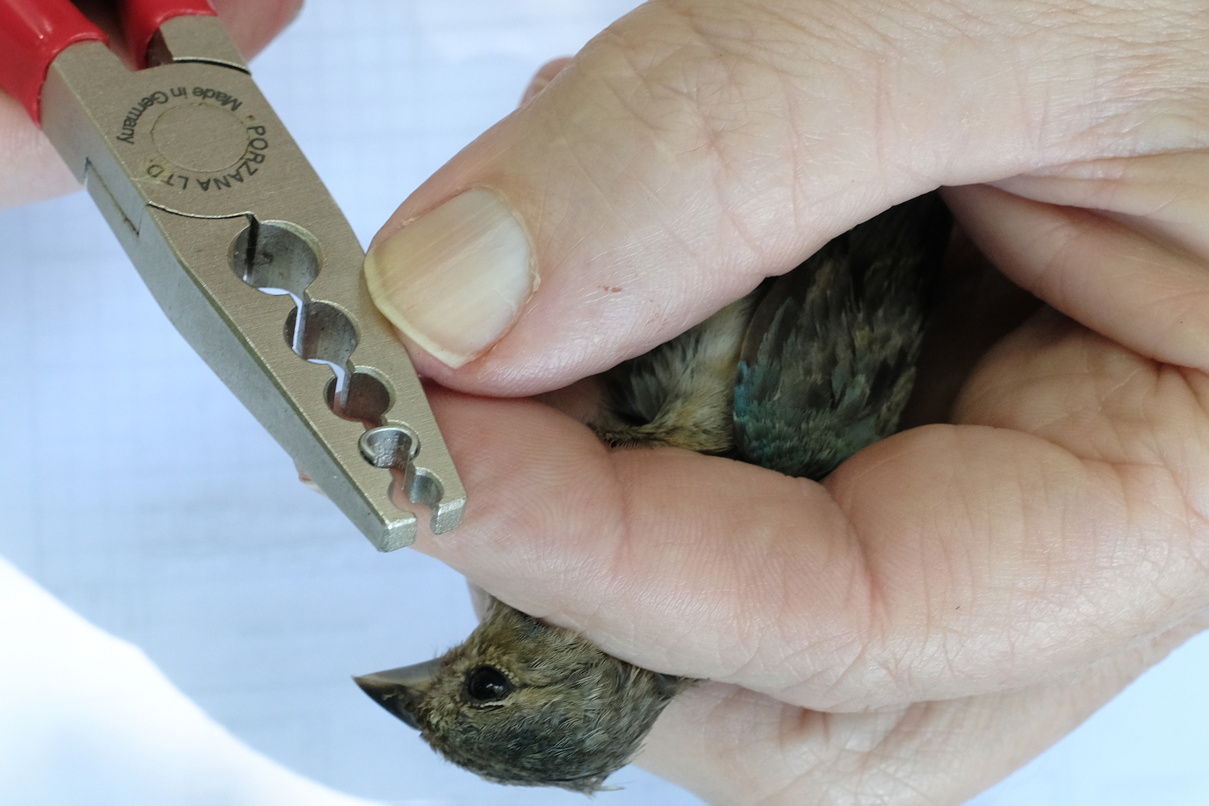 Bird Banding Study Finds Home at Coley Preserve | Catawba Lands Conservancy