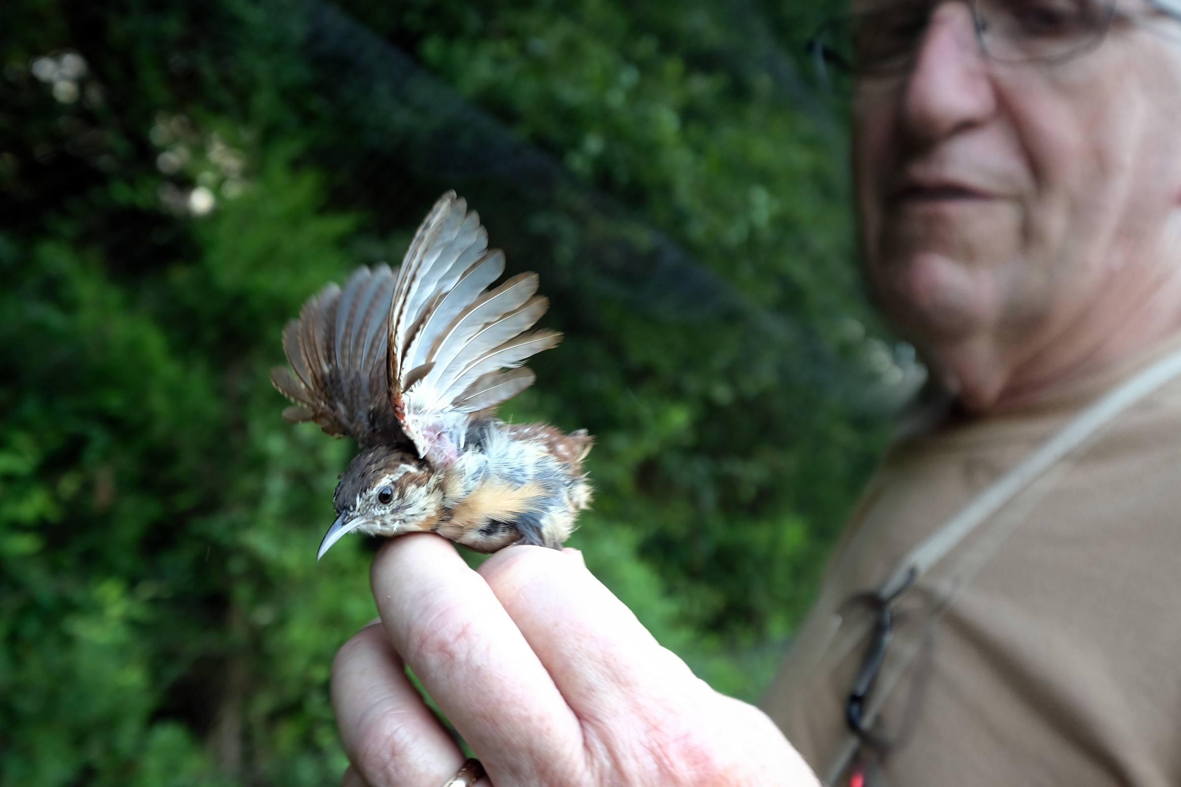 Bird Banding Study Finds Home at Coley Preserve | Catawba Lands Conservancy