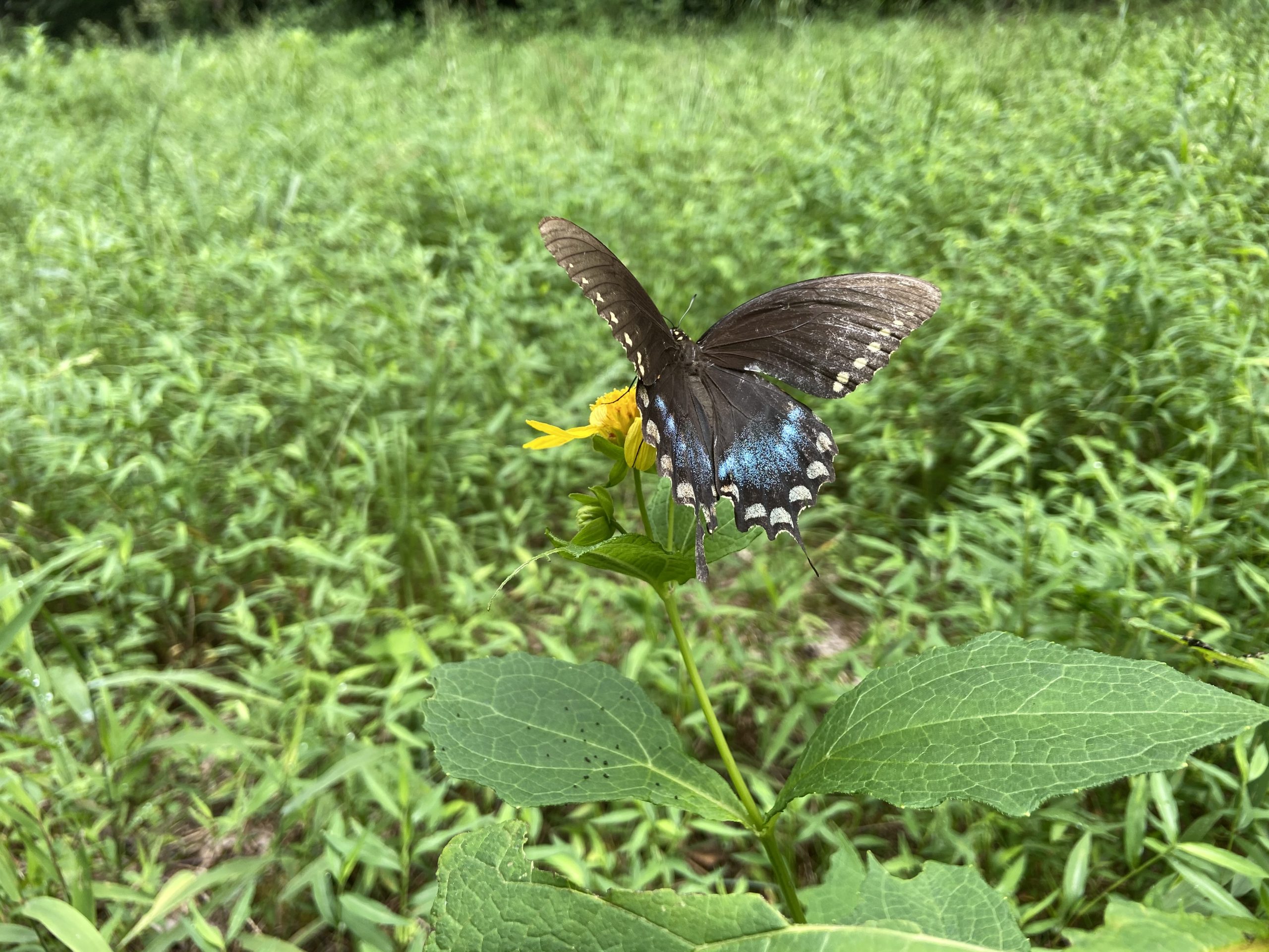 What's at Stake: Andy Kane's Perspective on Conservation | Catawba ...