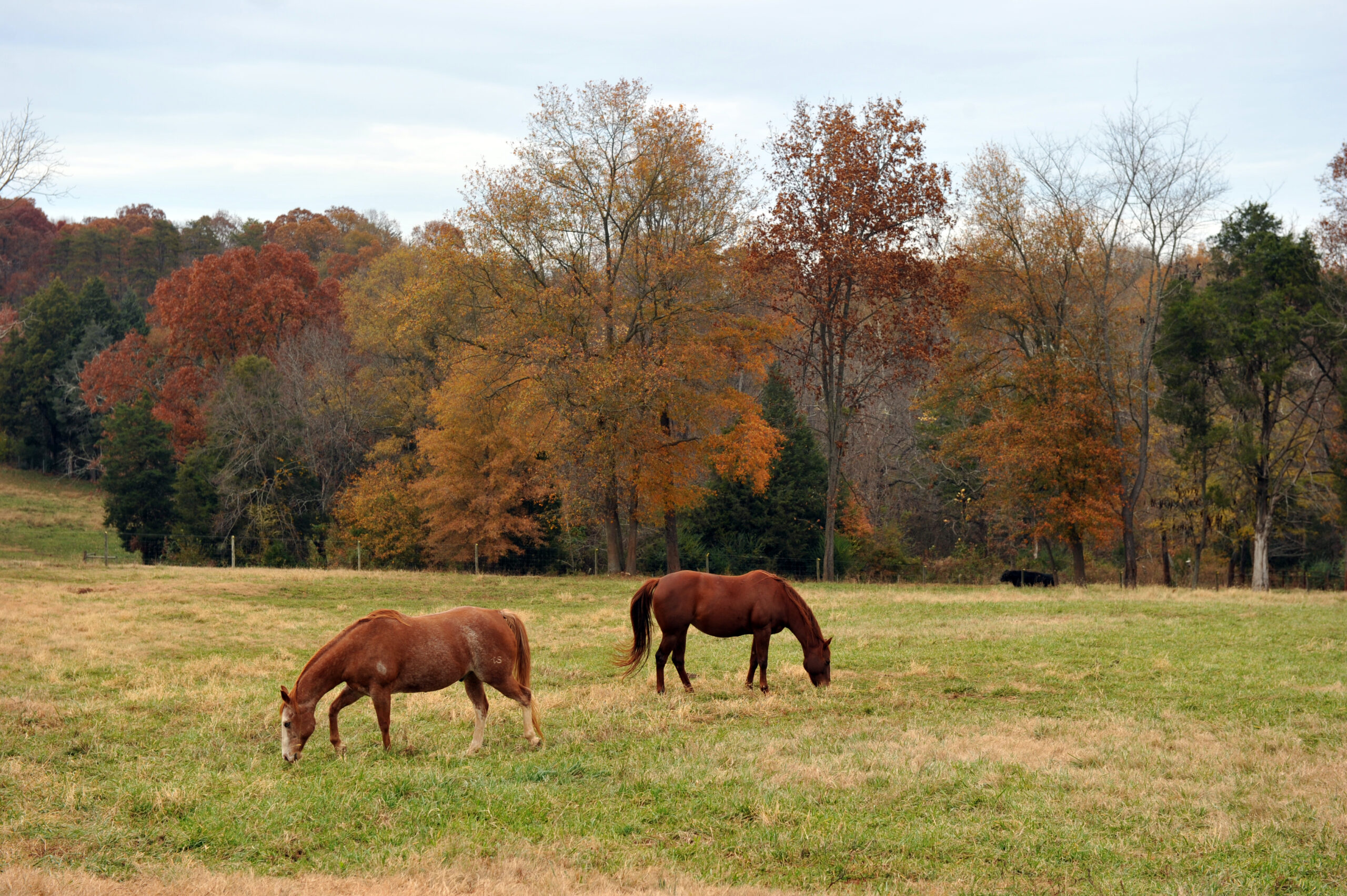 Why is Farmland Conservation Important in the Carolina Piedmont ...